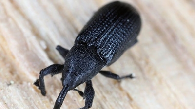 Pest Library | Westfall's Lawn Care & Pest Control