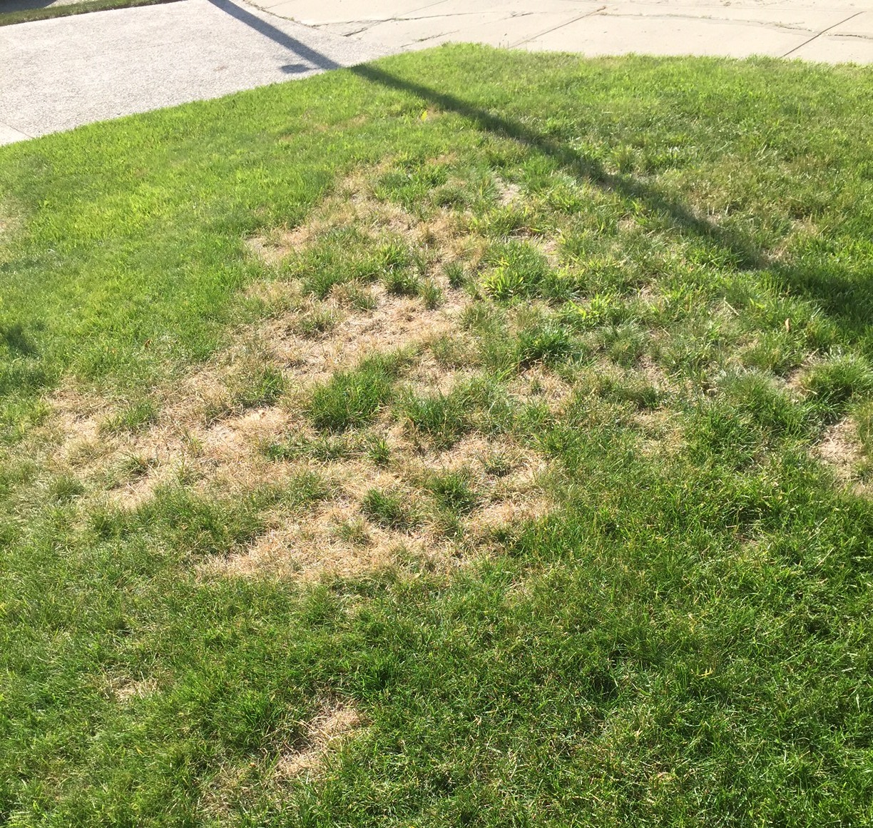 Understanding and Managing Brown Patch Fungus