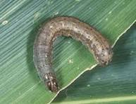Armyworms: The Lawn-Eating Invaders & How to Stop Them