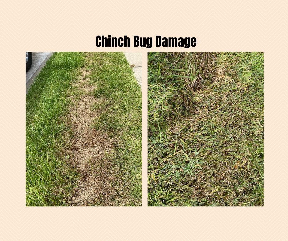 🐜 How to Tell If Your Lawn Has Chinch Bugs (Before It’s Too Late) 🌱
