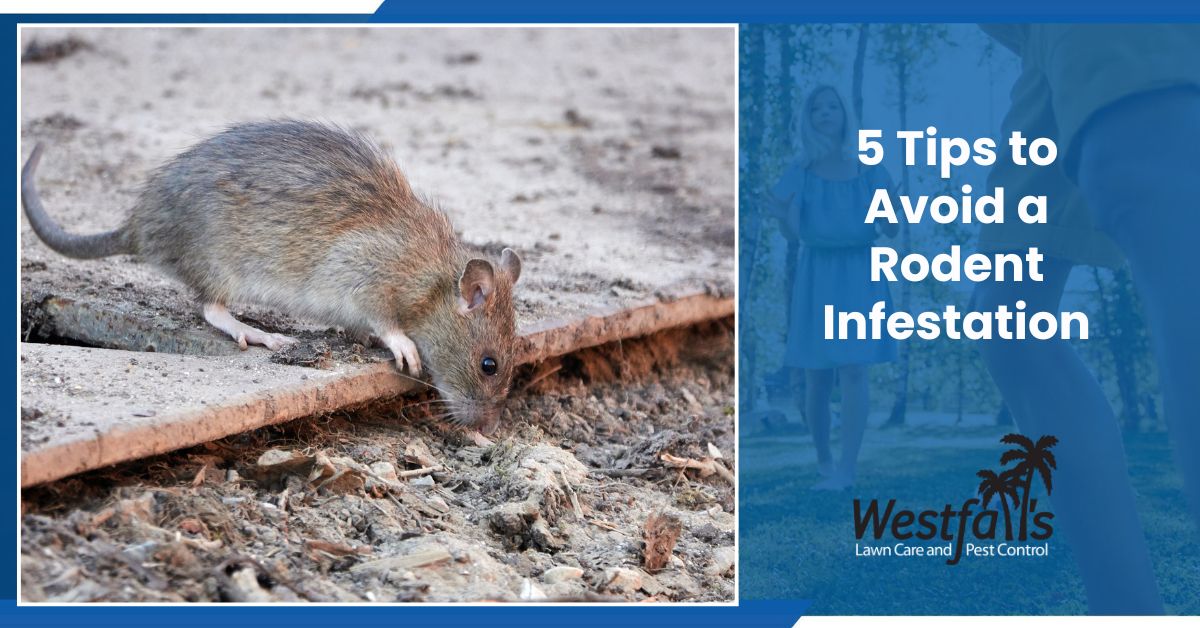 5 Tips to Avoid a Rodent Infestation