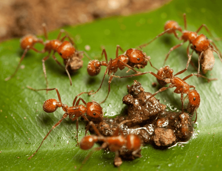 Fire Ants in Winter: What Manatee County Homeowners Need to Know