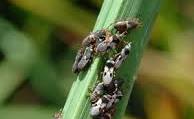 Chinch Bugs in St. Augustine Grass