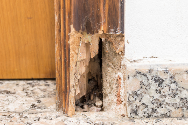 What is the Safest Type of Termite Control?