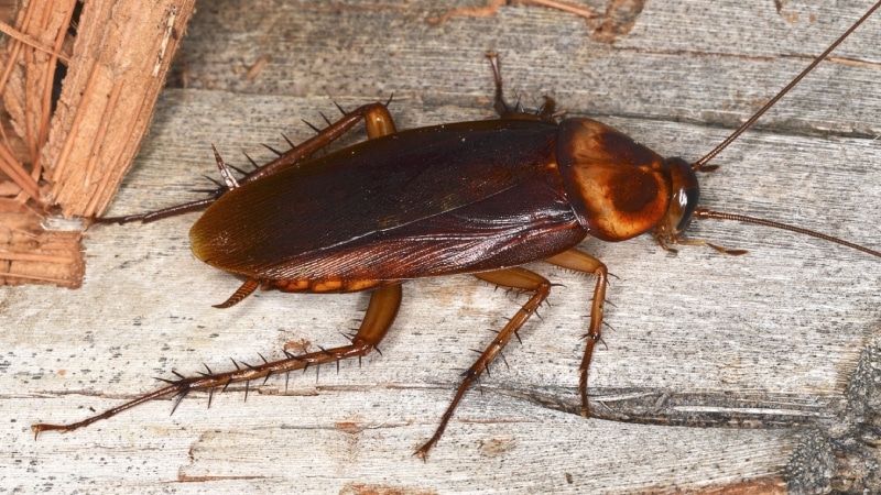 The Truth About Palmetto Bugs