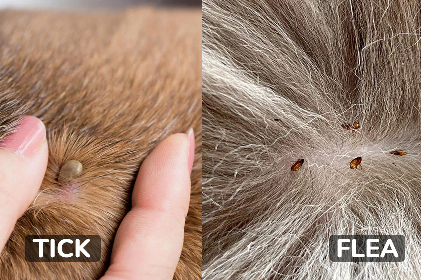 Preventing Fleas and Ticks