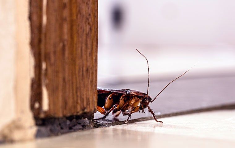 Getting Rid Of Dirty Roaches For Good In Your Bradenton Home | Westfall ...