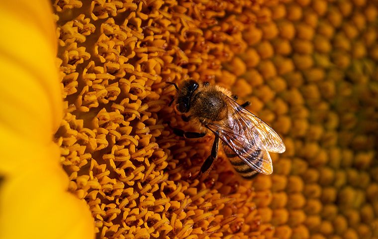 The Buzz On Stinging Insect Management: Effective Strategies For Your ...