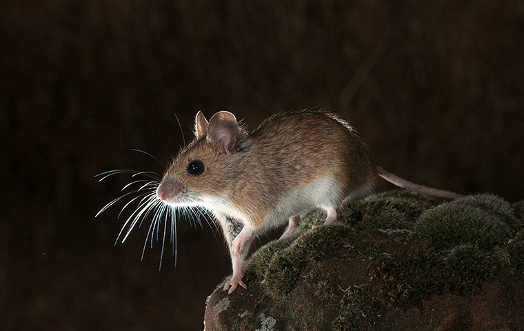 The Ultimate Guide to Mouse Removal: Keep Your Bradenton Home Safe and ...