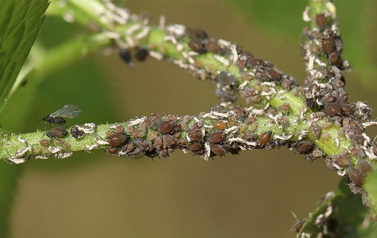 Aphid Identification & Prevention | Westfall's Lawn Care and Pest Control
