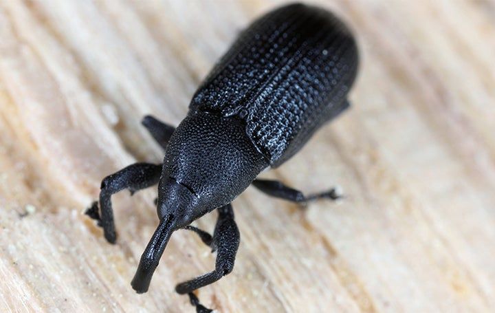 Bill Bug Identification & Prevention | Westfall's Lawn Care and Pest Control